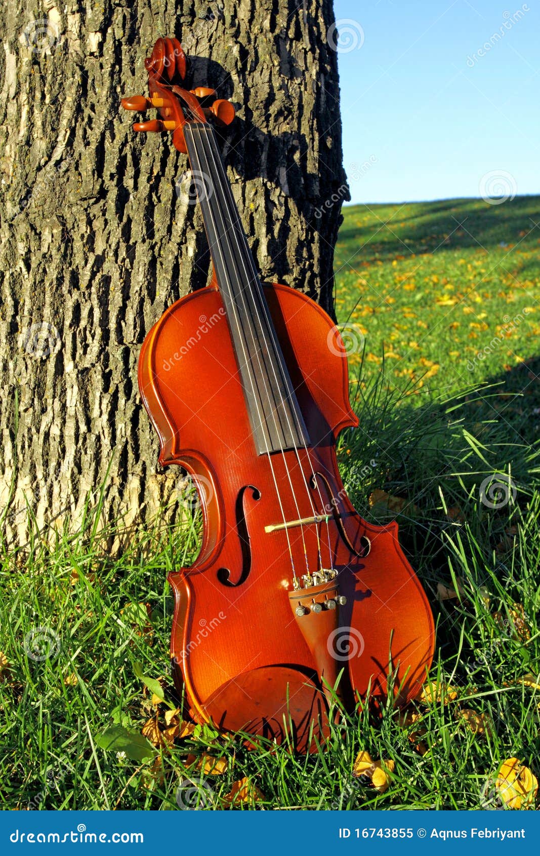 Violin on the grass stock image. Image of grass, orchestra - 16743855