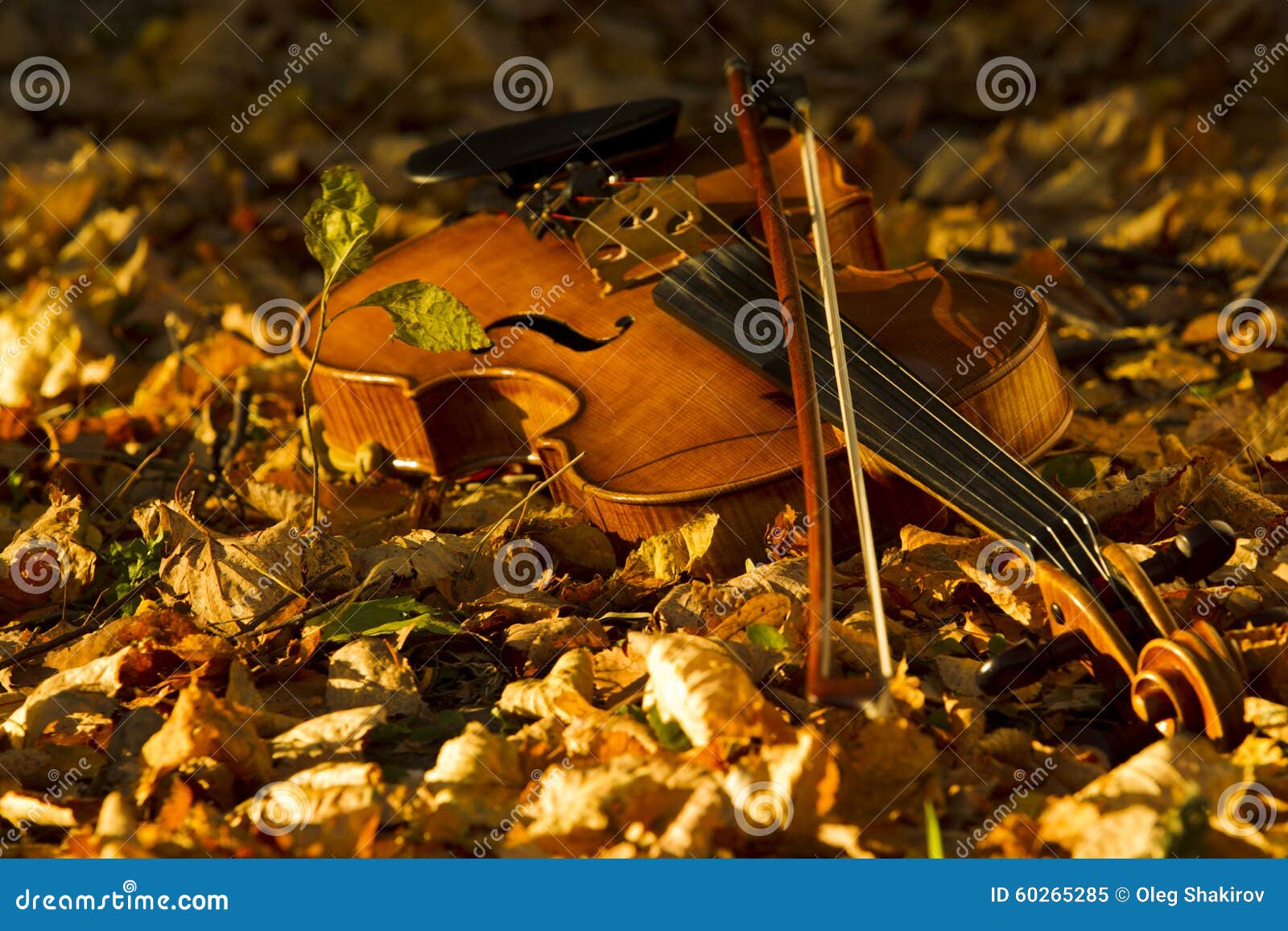 Violin Lying on the Fallen Leaves Stock Image - Image of gold, forest ...
