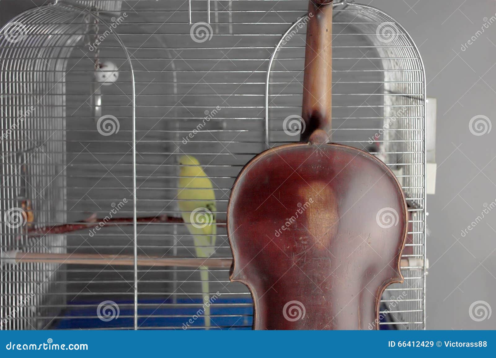 Violin and Parrot stock image. Image of cropped, budgie - 66412429