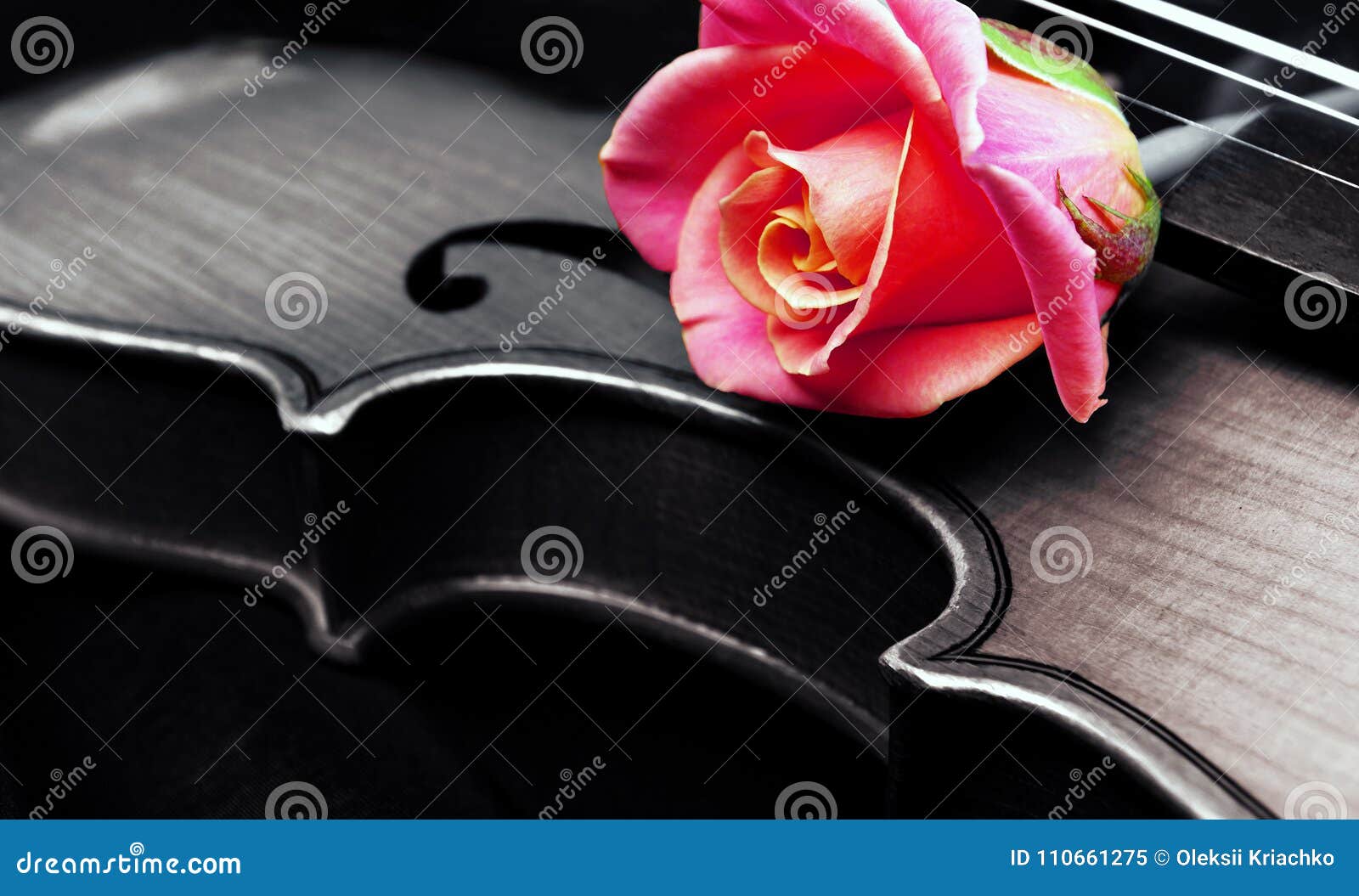 Violin and rose. stock image. Image of romantic, orchestra - 110661275