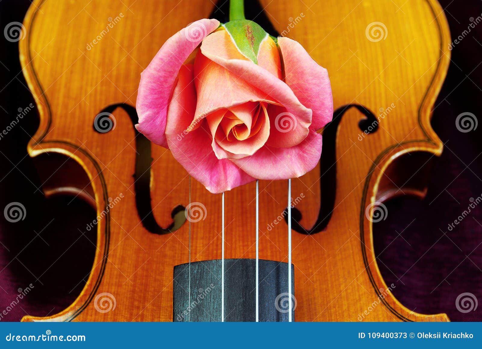 Violin and rose. Closeup stock image. Image of play - 109400373