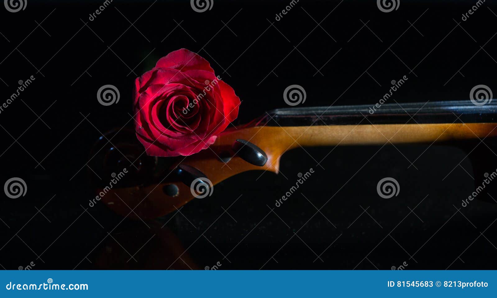 Violin and Rose, Violin Orchestra Musical Instruments Stock Image ...