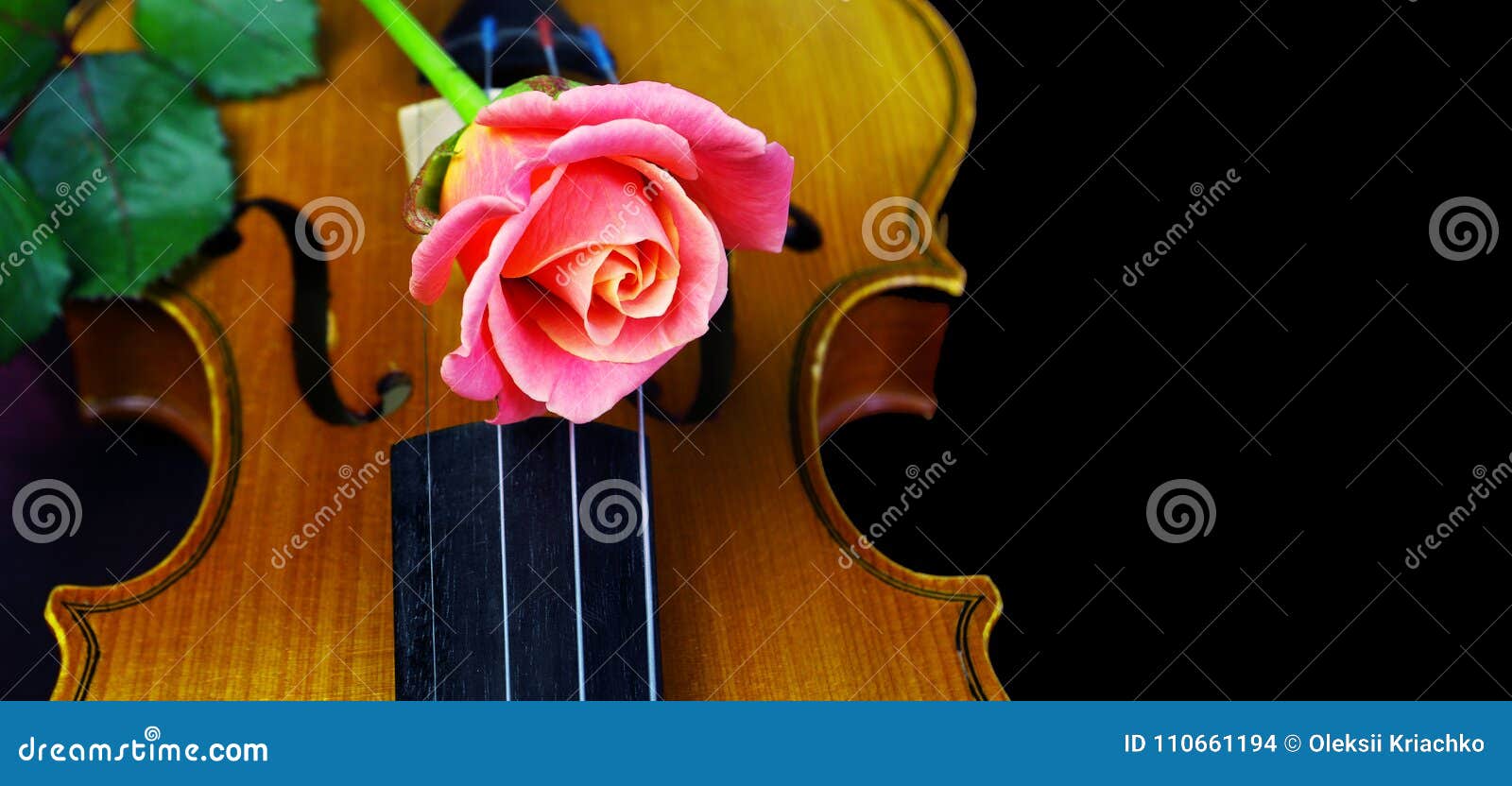 Violin and rose. stock photo. Image of february, concert - 110661194