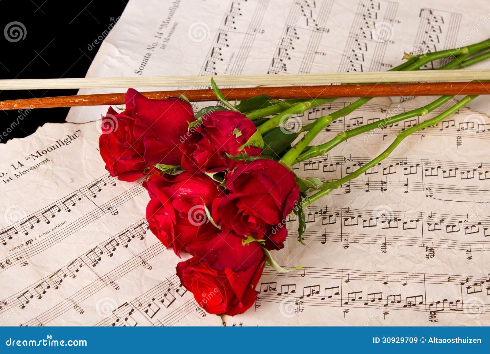 Violin Sheet Music and Rose Stock Image - Image of sheet, fiddle: 30929709