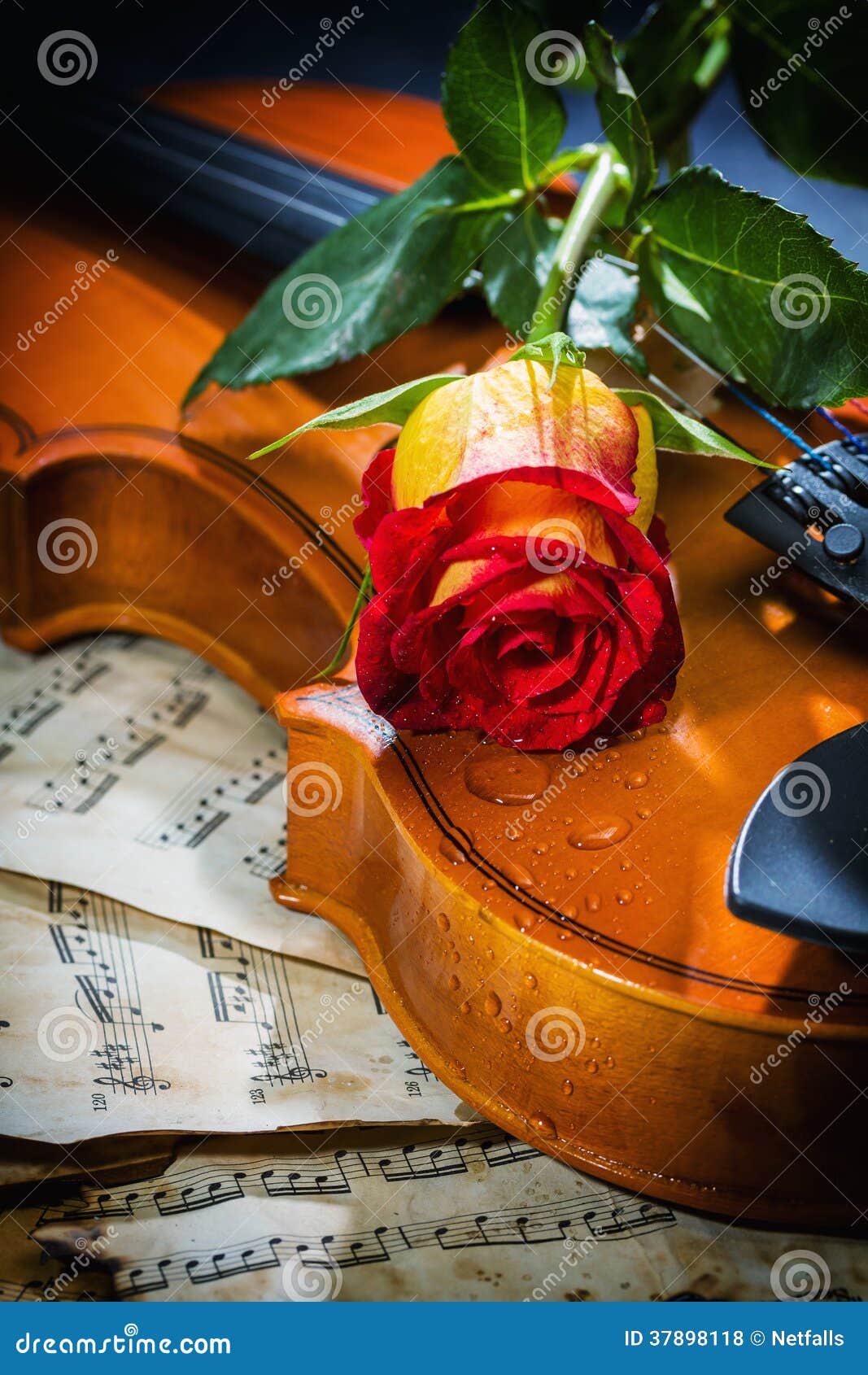 Violin Sheet Music and Rose Stock Photo - Image of instrument, clef ...