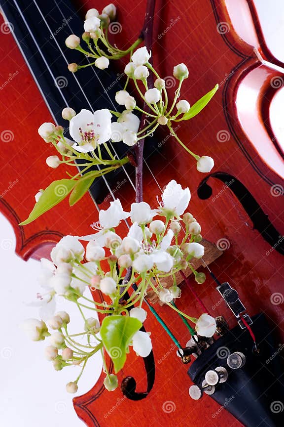 Violin and spring blooming stock photo. Image of shape - 2090300