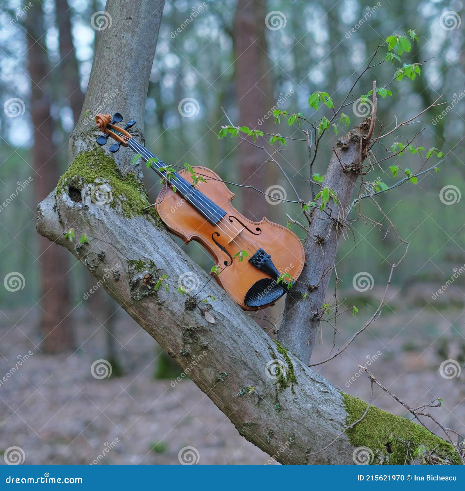 A Violin on a Tree with Few Fresh Green Leaves. Stock Photo - Image of ...