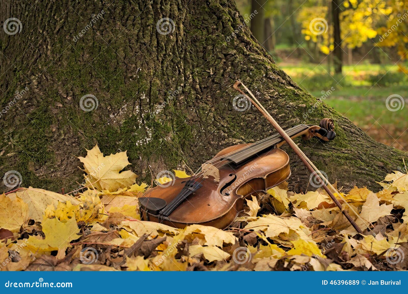 Violin And Tree In The Fall Royalty-Free Stock Photo | CartoonDealer ...