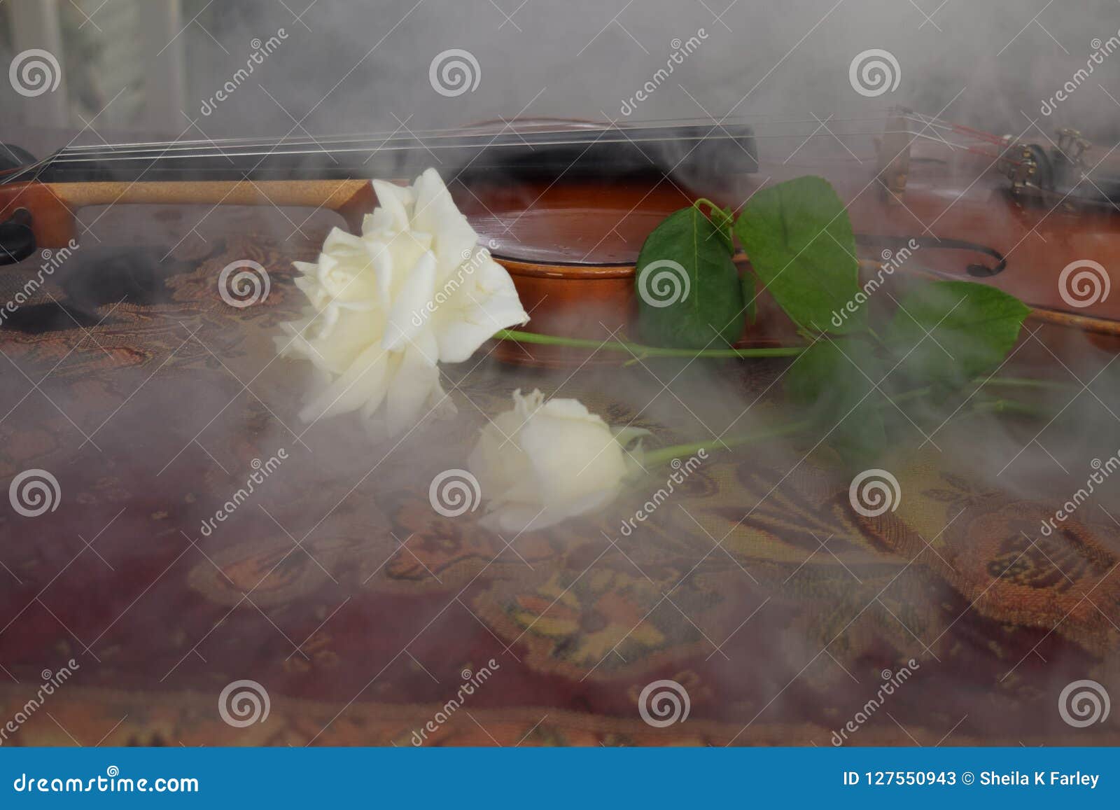 Violin White Roses and Smoke Stock Image - Image of life, dreamy: 127550943