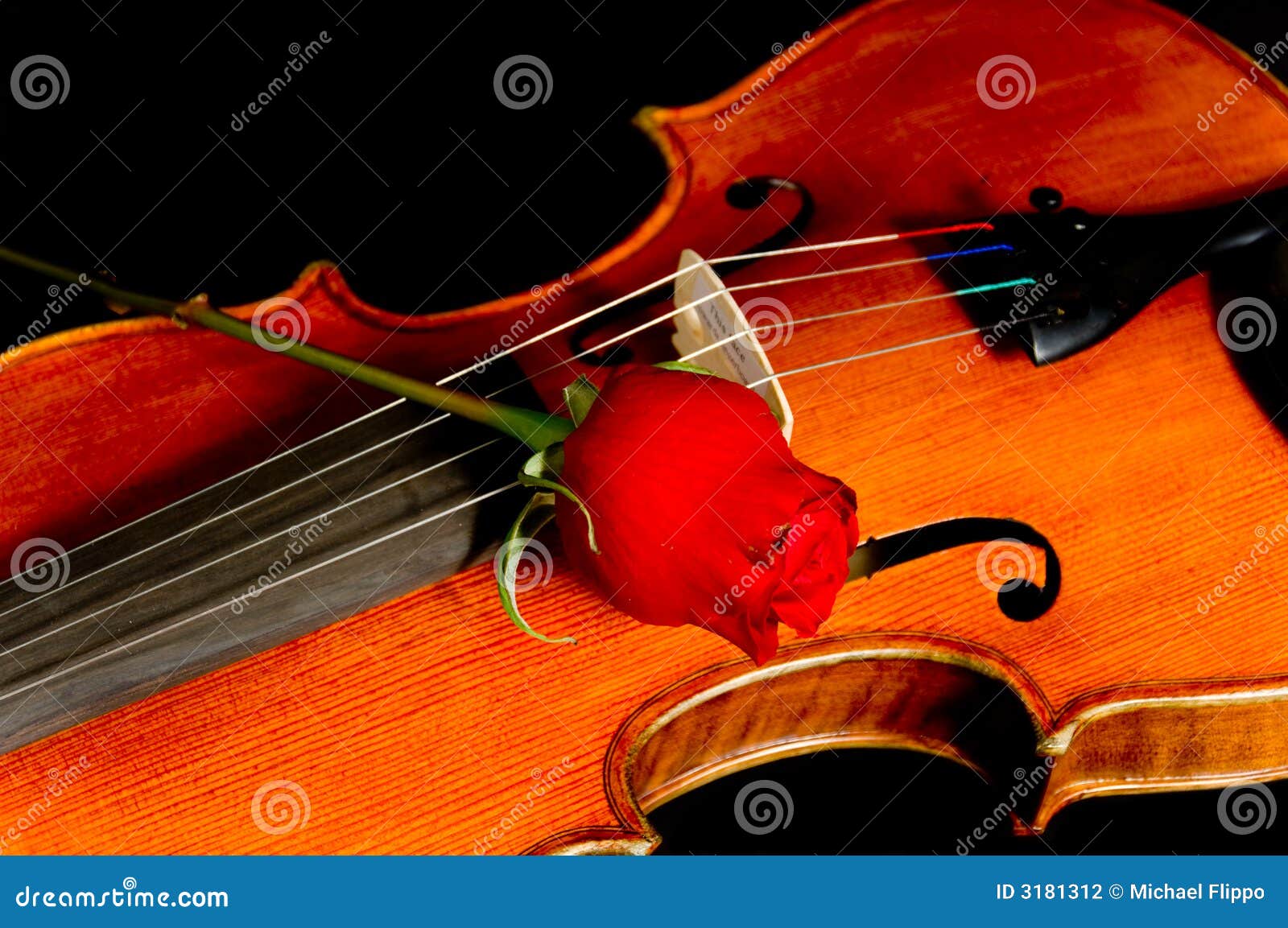 Violino con Rosa fotografia stock. Immagine di cerchio - 3181312