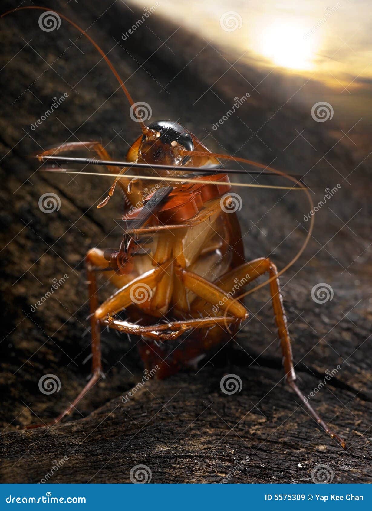 Violoniste de gardon image stock. Image du exécutez, violoniste - 5575309