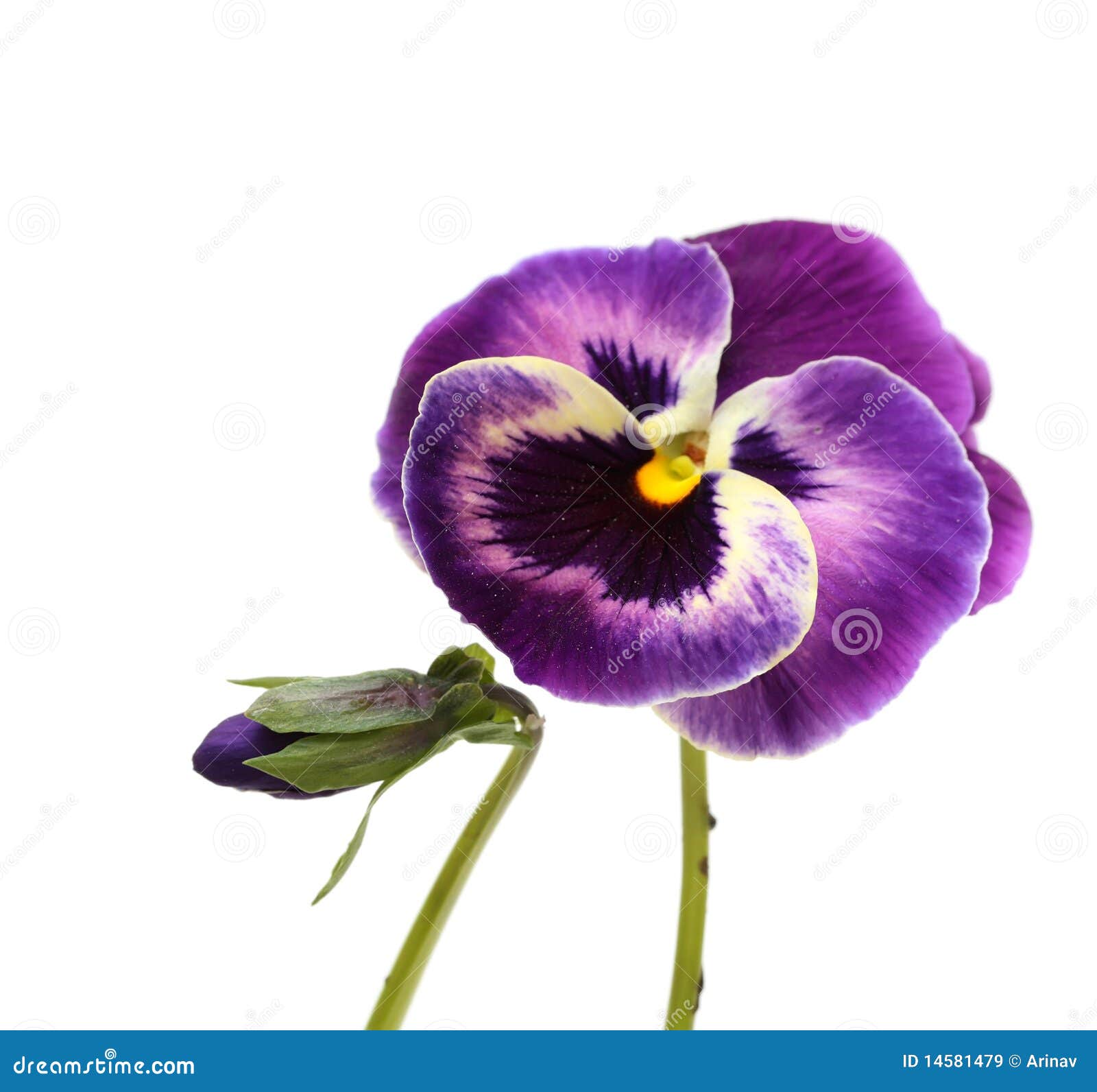 Viooltje stock afbeelding. Image of mening, eenvoud, tuin - 14581479