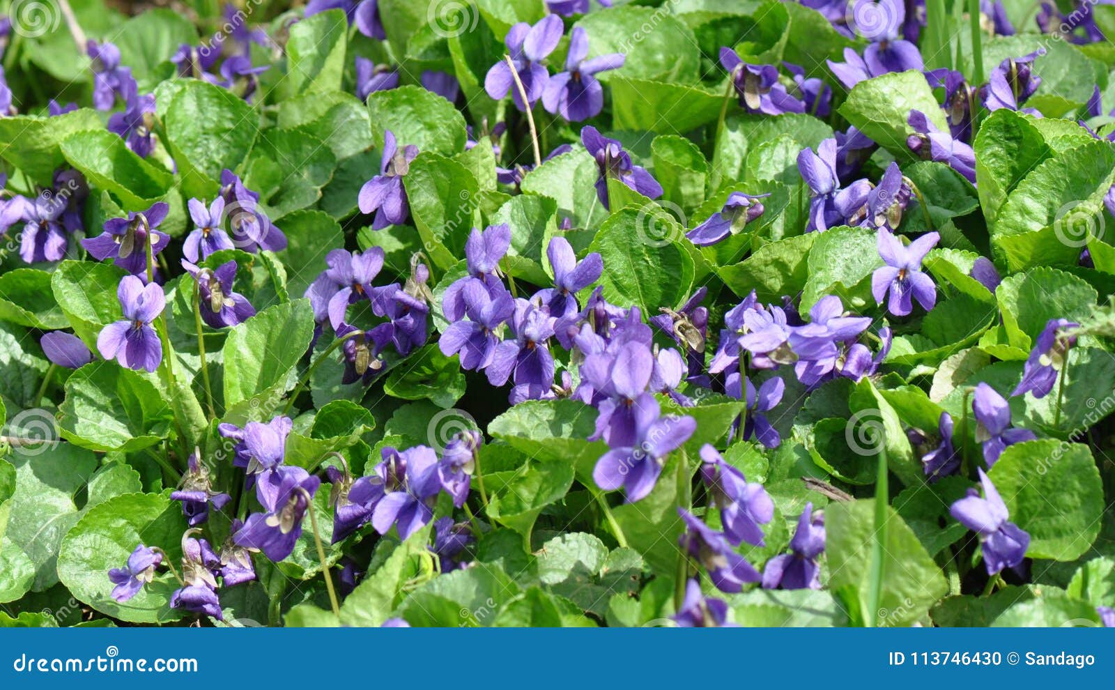 Viooltjes stock foto. Image of kotswoud, klein, april - 113746430