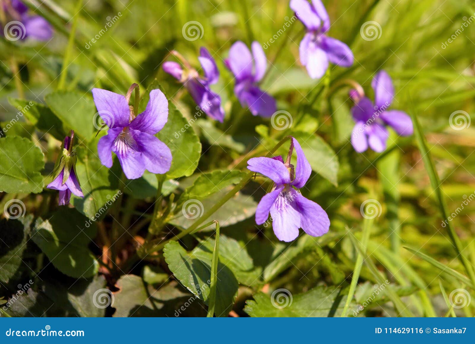 Viooltjes stock foto. Image of gras, vroeg, viooltjes - 114629116