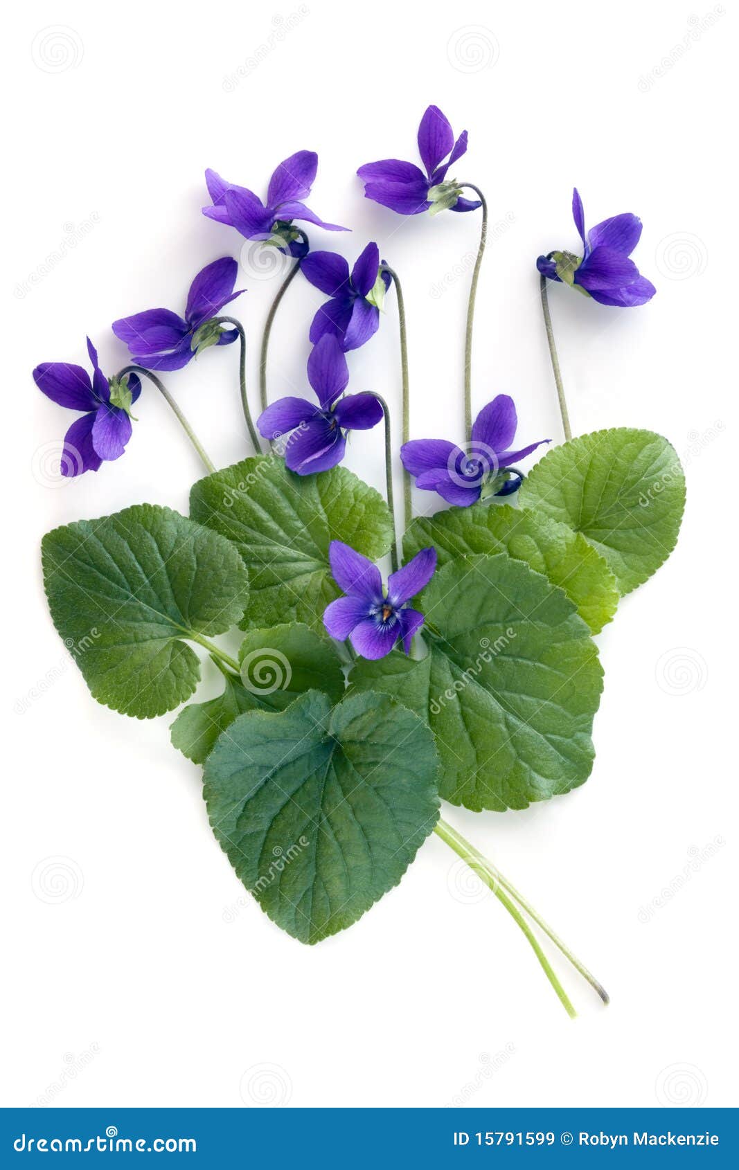 Viooltjes stock afbeelding. Image of afrikaans, naturalness - 15791599