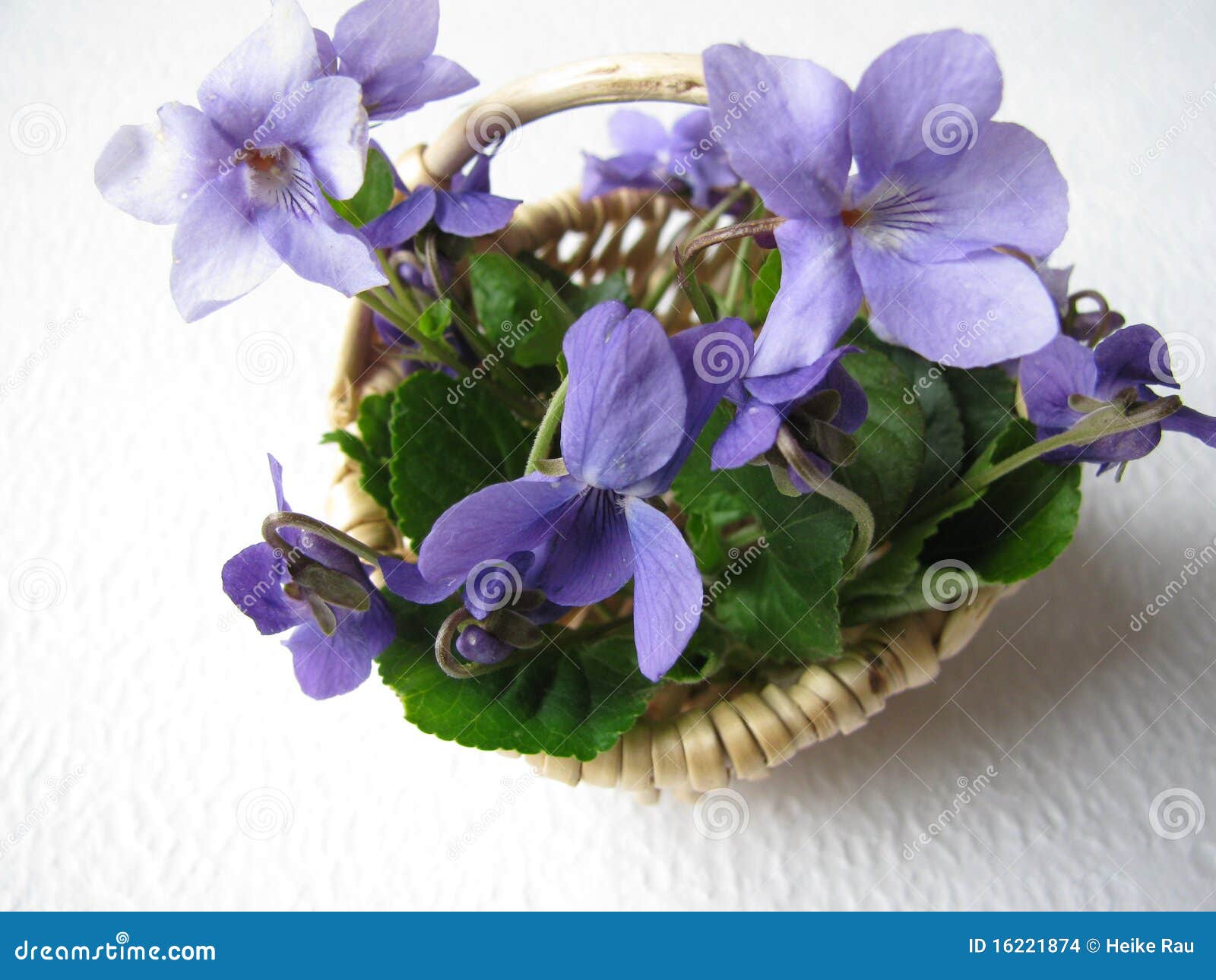 Viooltjes stock foto. Image of mand, wild, viool, bloem - 16221874