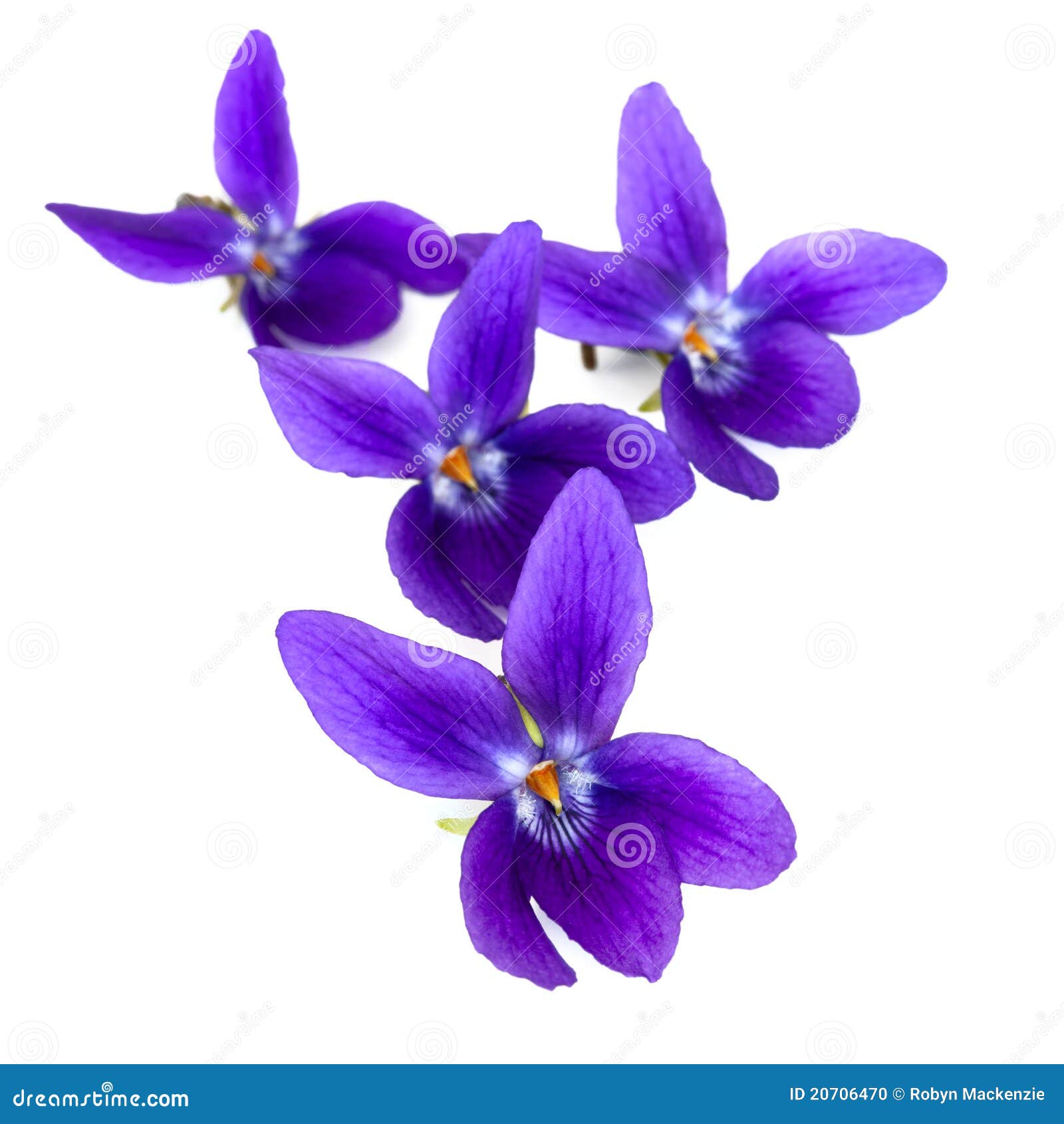 Viooltjes stock foto. Image of geïsoleerd, vierkant, nave - 20706470