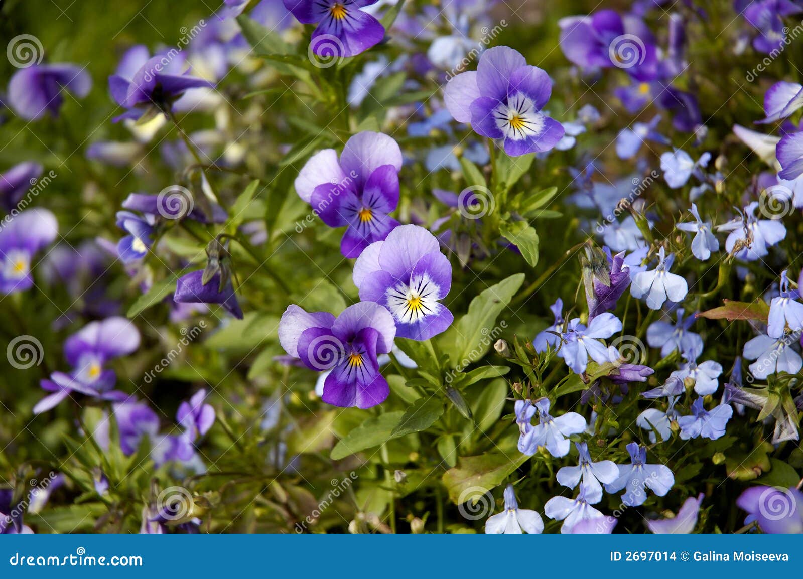 Viooltjes stock foto. Image of viooltje, gras, macro, blad - 2697014