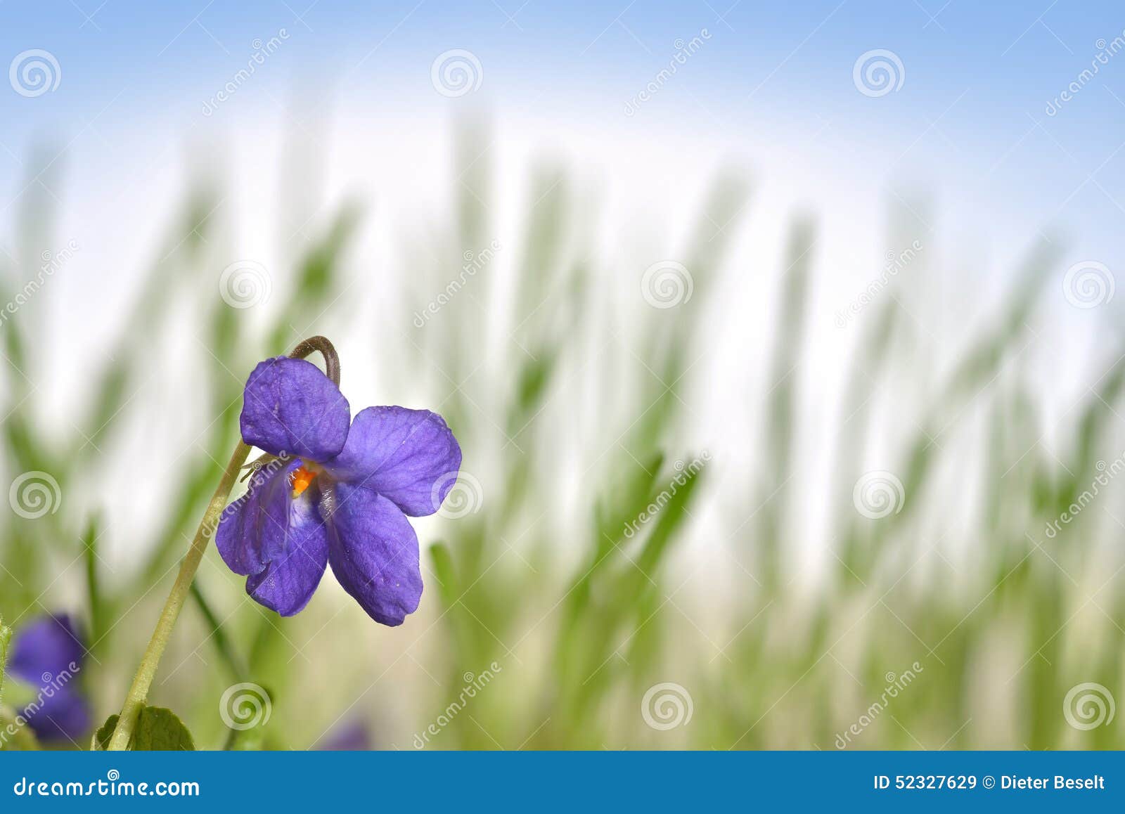 Viooltjes stock afbeelding. Image of bloei, viooltje - 52327629