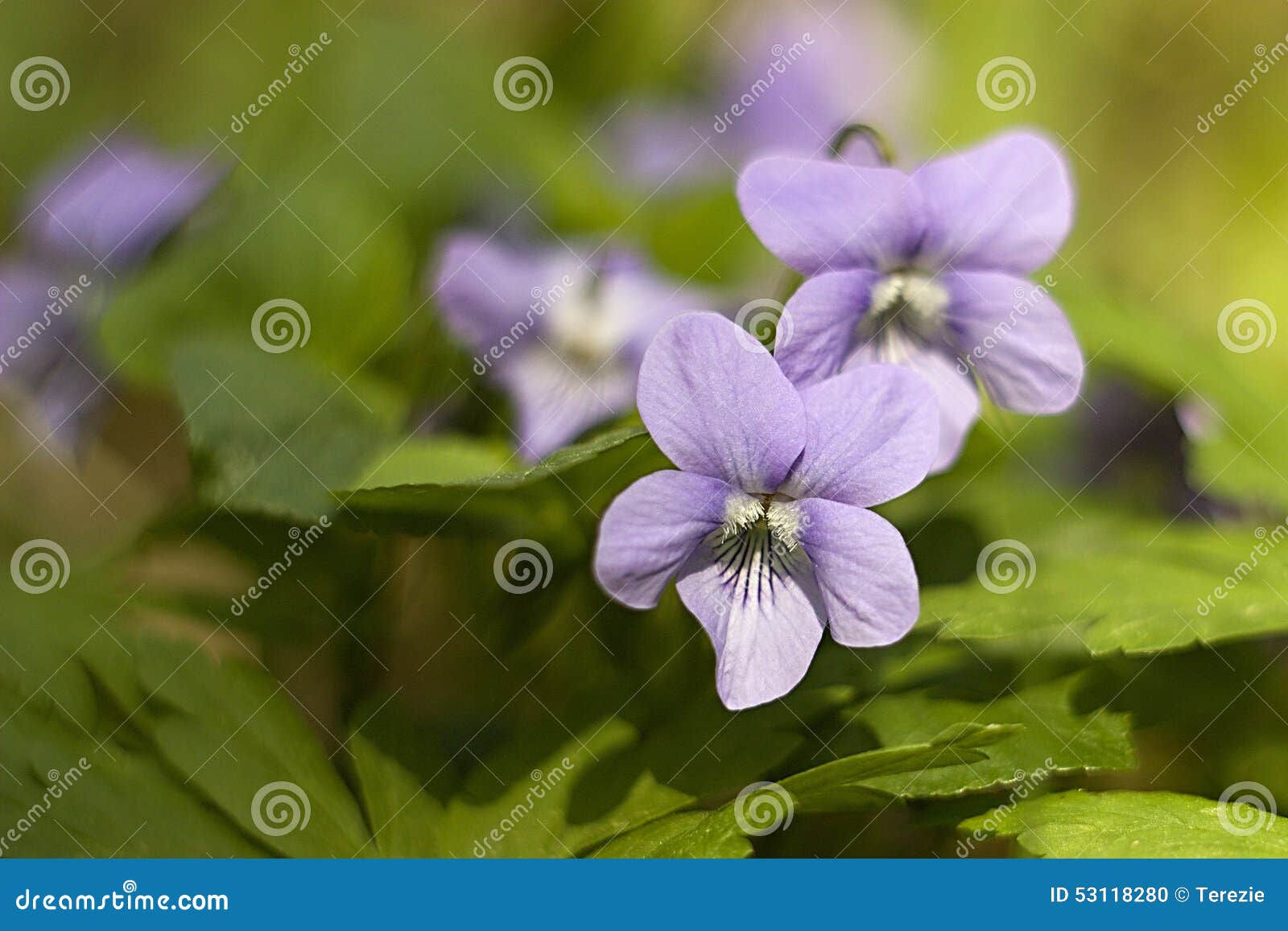 Viooltjes stock foto. Image of blad, tuin, bloeiwijze - 53118280
