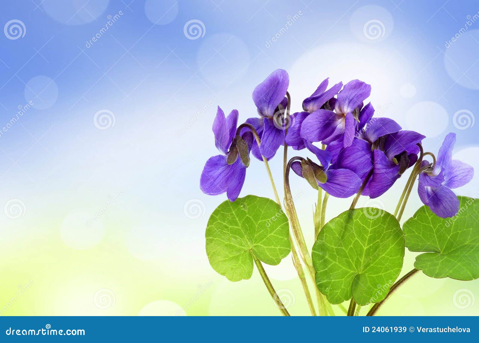 Viooltjes in Een Gras En Bokeh Stock Afbeelding - Image of bloeien ...