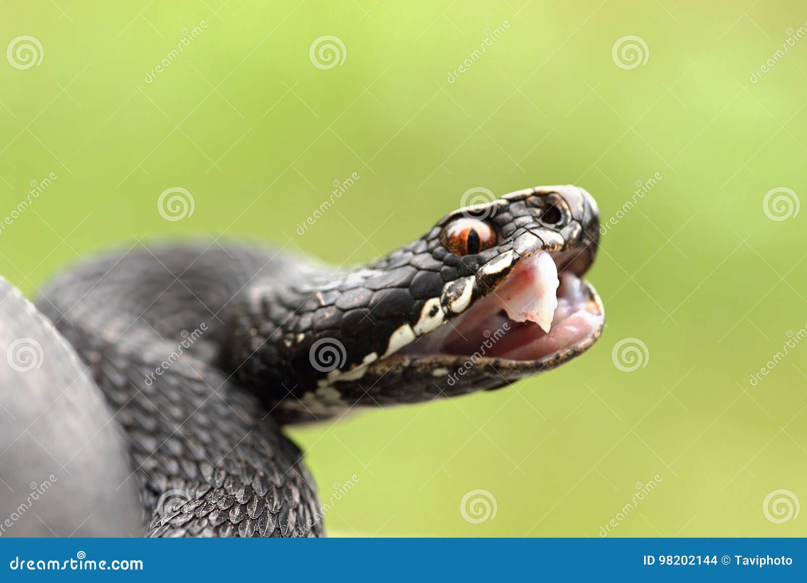 Vipère Noire De Berus Montrant Des Crocs Photo stock - Image of ...