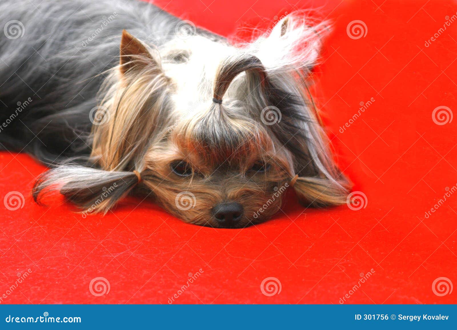The VIP dog stock photo. Image of mouth, outdoors, funny - 301756