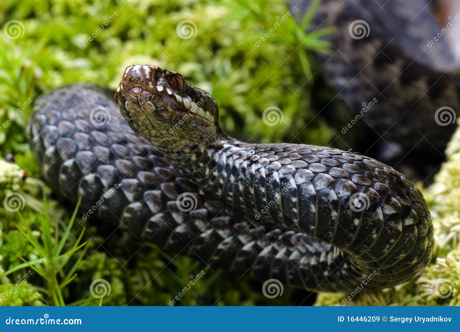 The Viper. stock image. Image of ancient, herpetology - 16446209