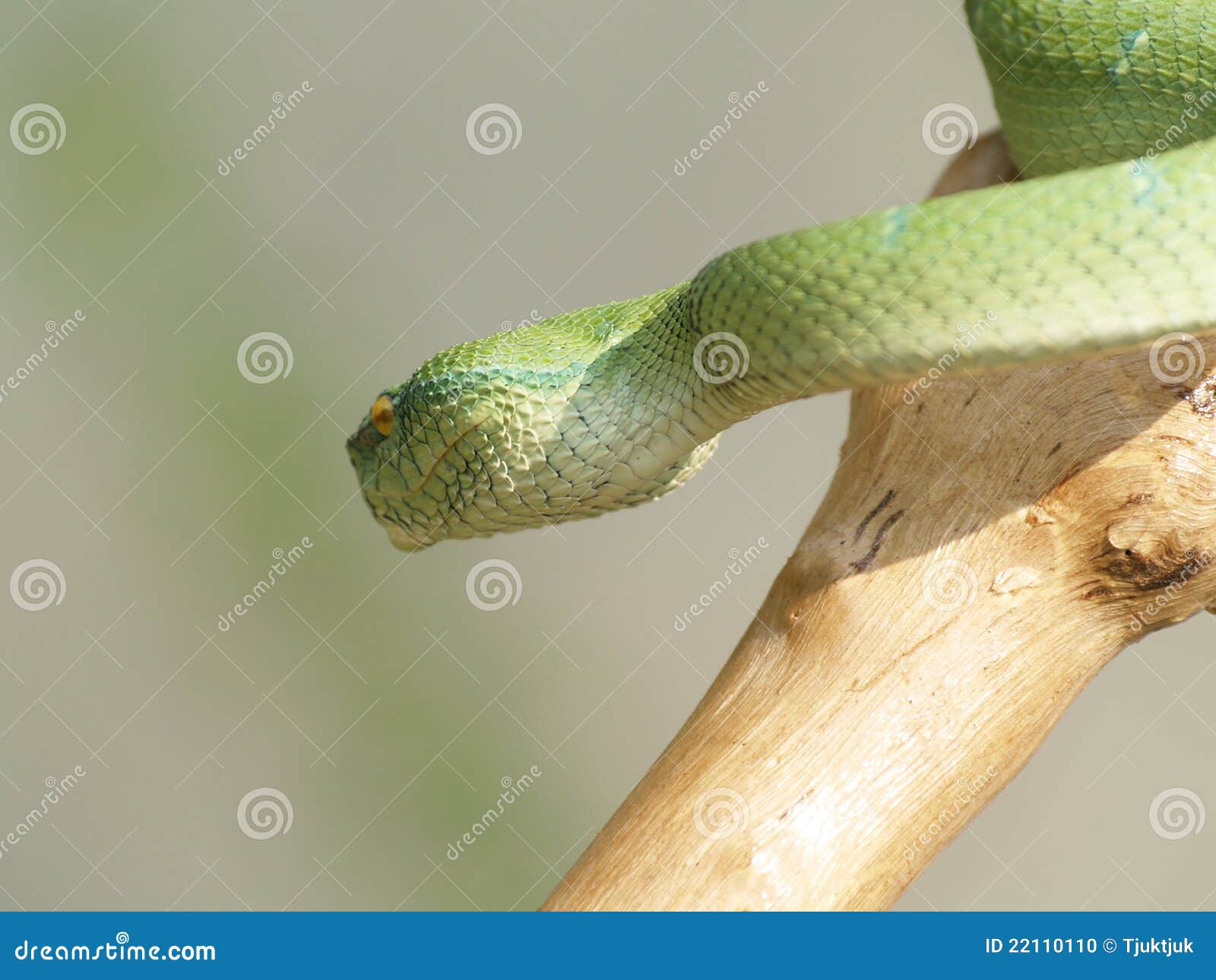 The viper stock photo. Image of alert, exotic, fierce - 22110110