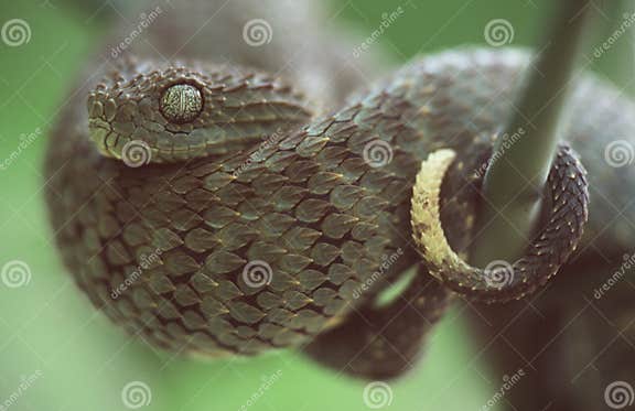 Viper stock photo. Image of staring, skin, texture, rainforest - 75050
