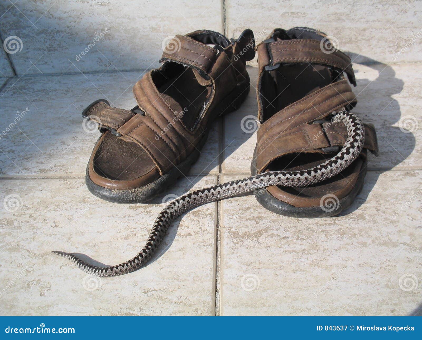 Viper stock image. Image of floor, reptile, tile, viper - 843637