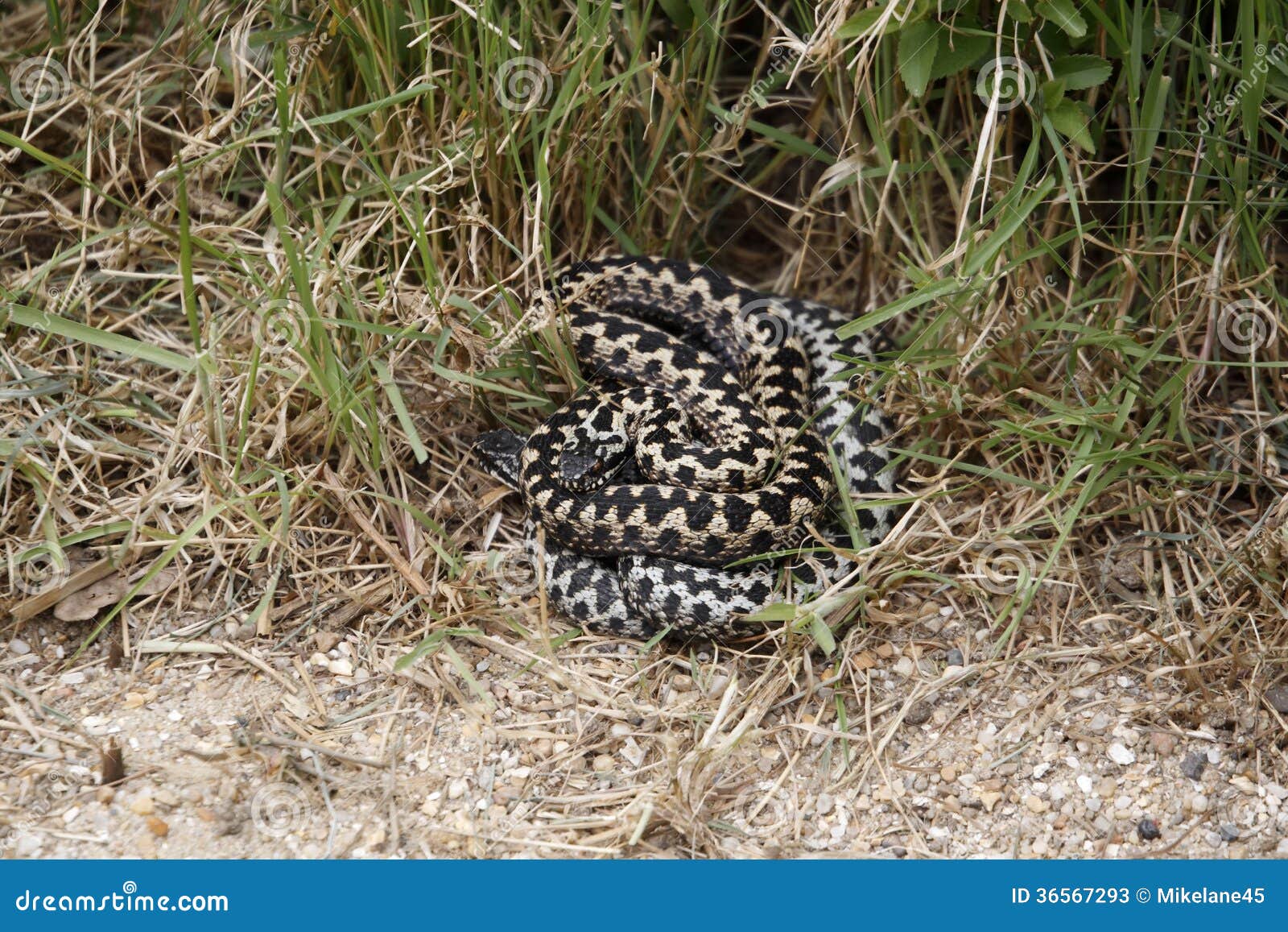Viper or Adder, Vipera Berus Stock Image - Image of resting, pair: 36567293