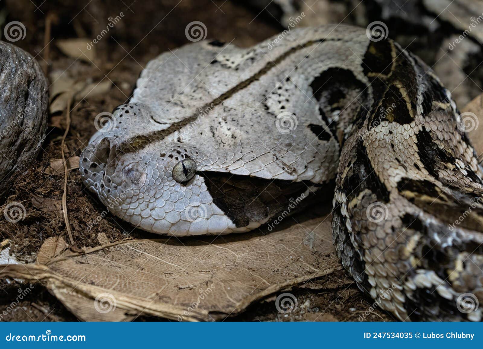 Viper Ateris Squamigera Venenosa Imagem de Stock - Imagem de tropical ...