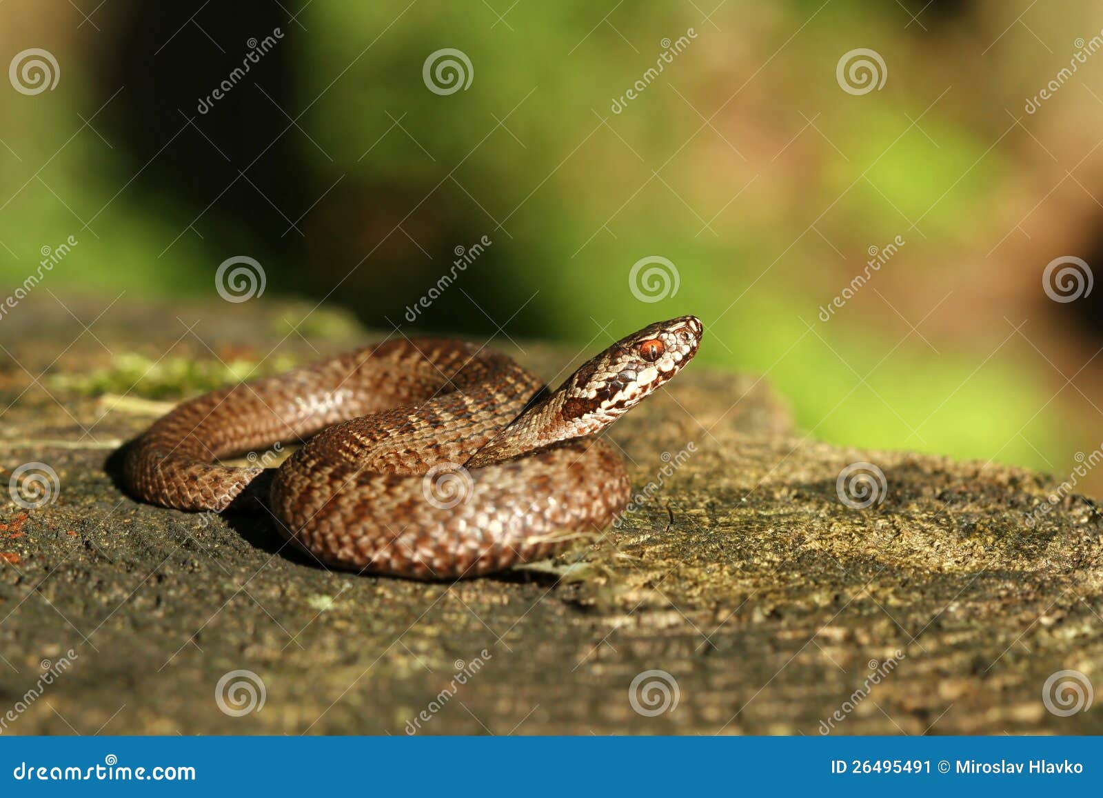 Viper baby stock image. Image of natural, viper, nature - 26495491