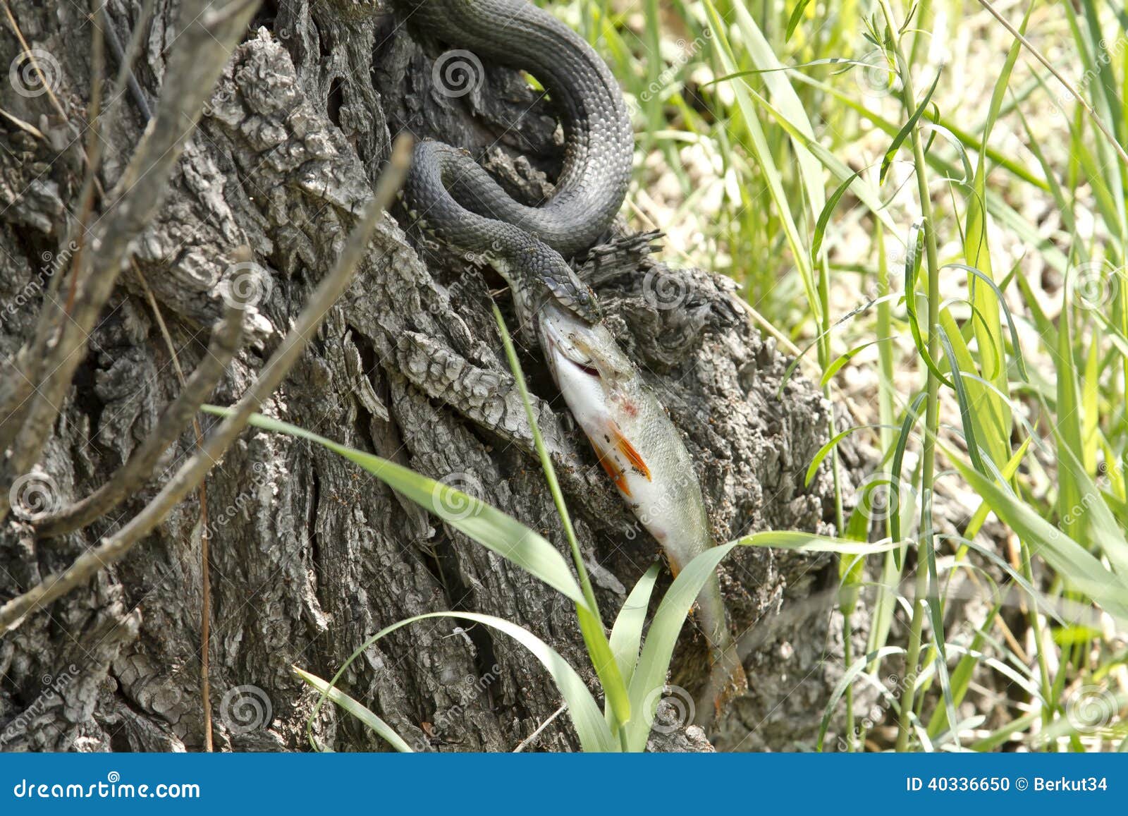 Viper caught a small fish stock photo. Image of eating - 40336650