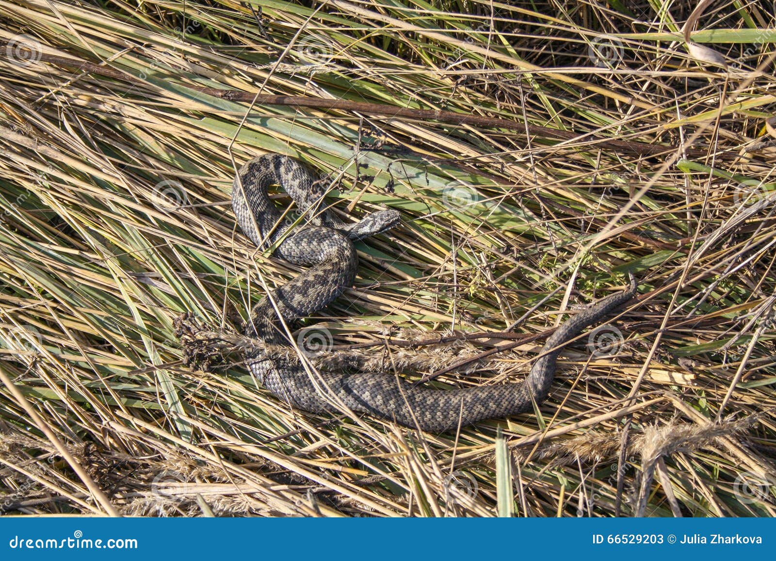Viper stock image. Image of grass, viper, serpent, curve - 66529203