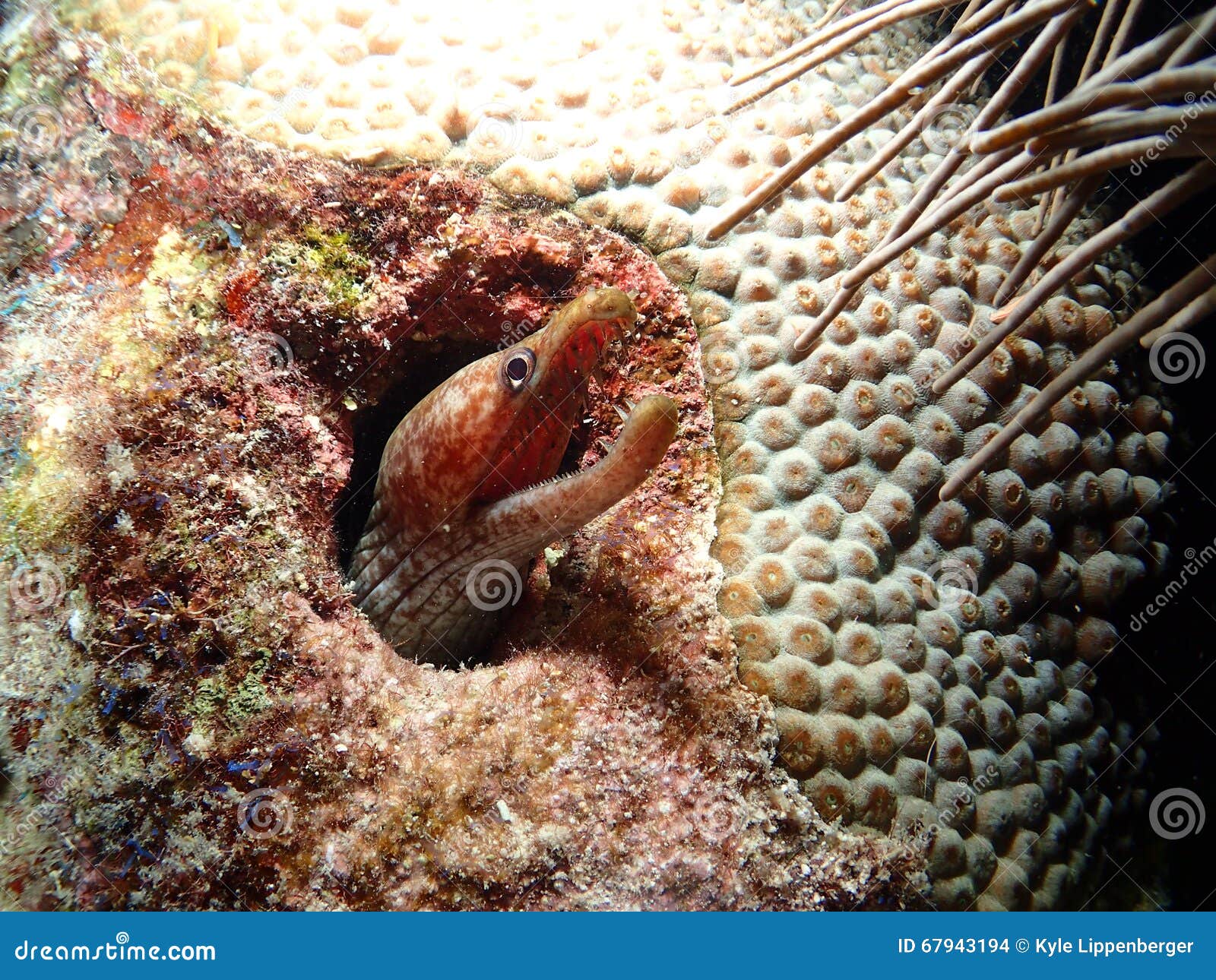 Viper Eel Florida Keys stock photo. Image of keys, coral - 67943194