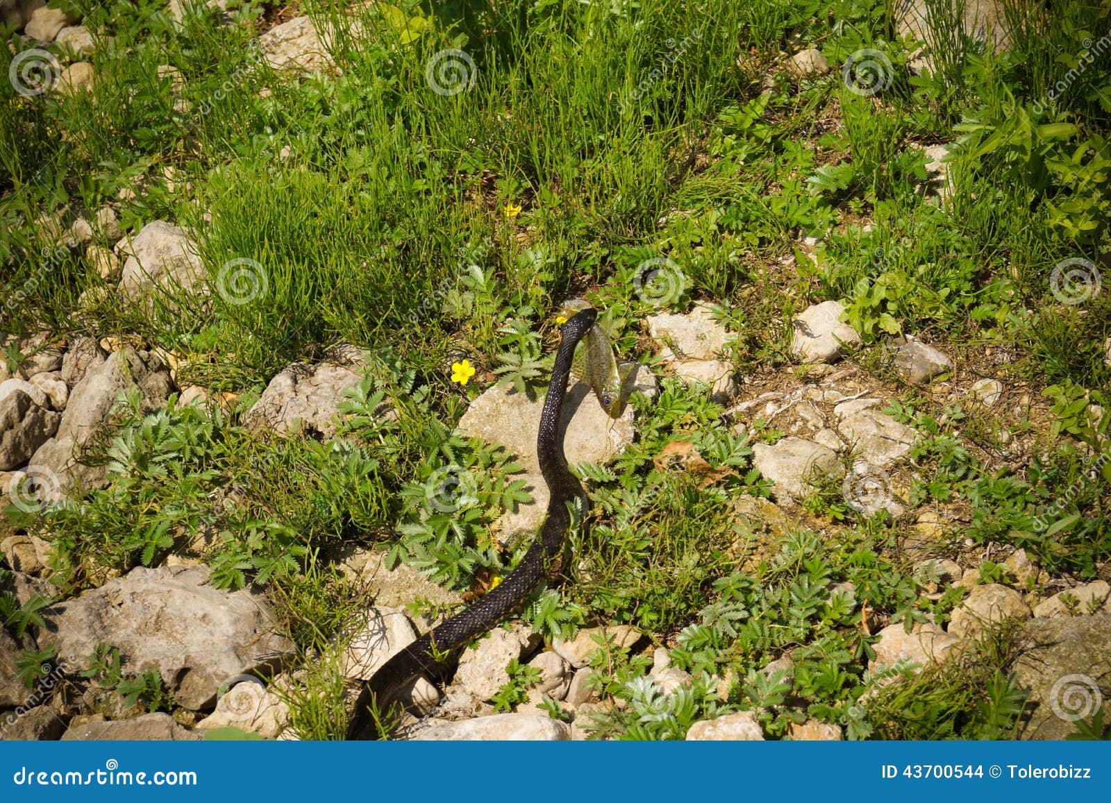 Viper and fish stock photo. Image of green, substance - 43700544