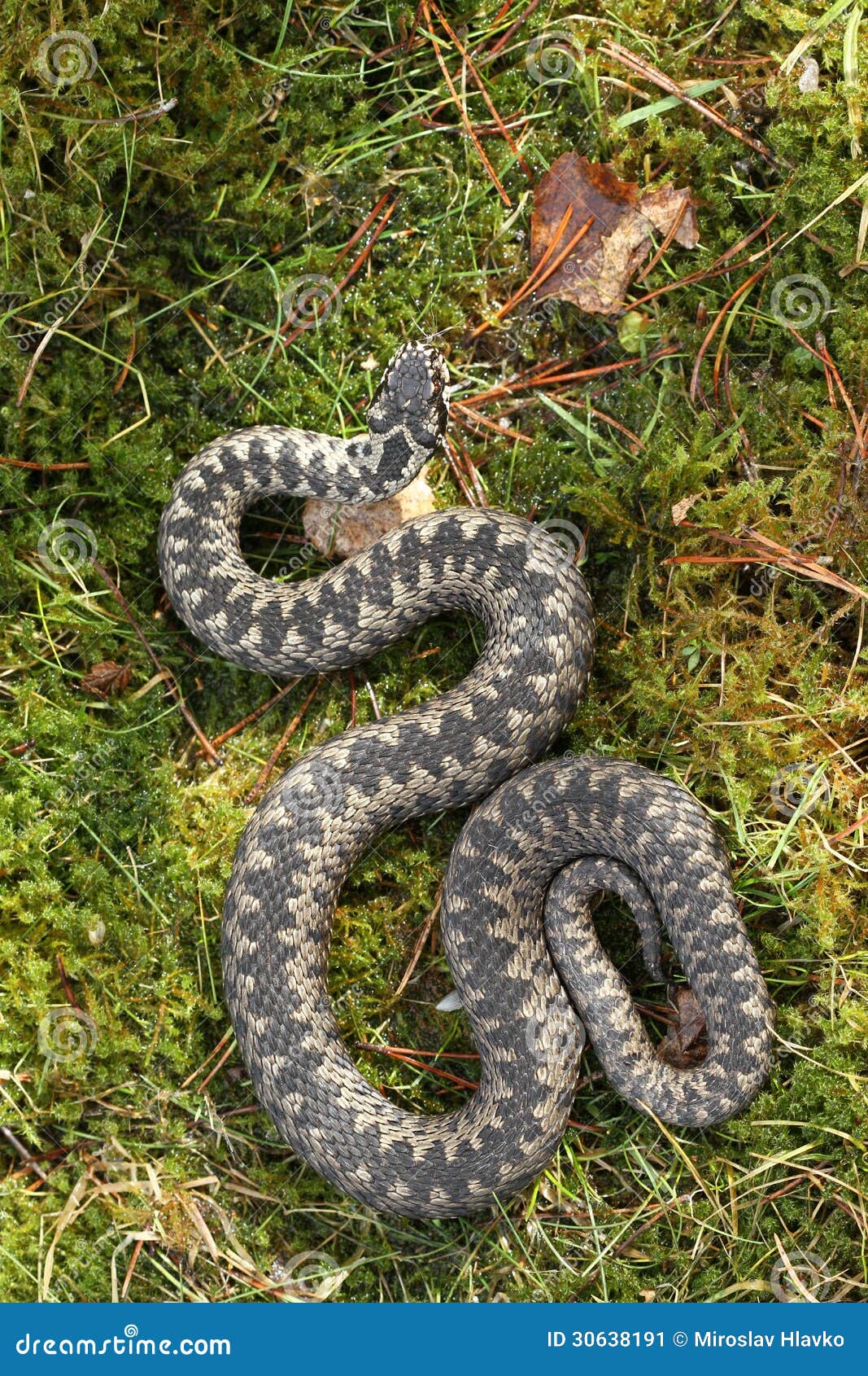 Viper stock image. Image of animal, scale, snake, wildlife - 30638191