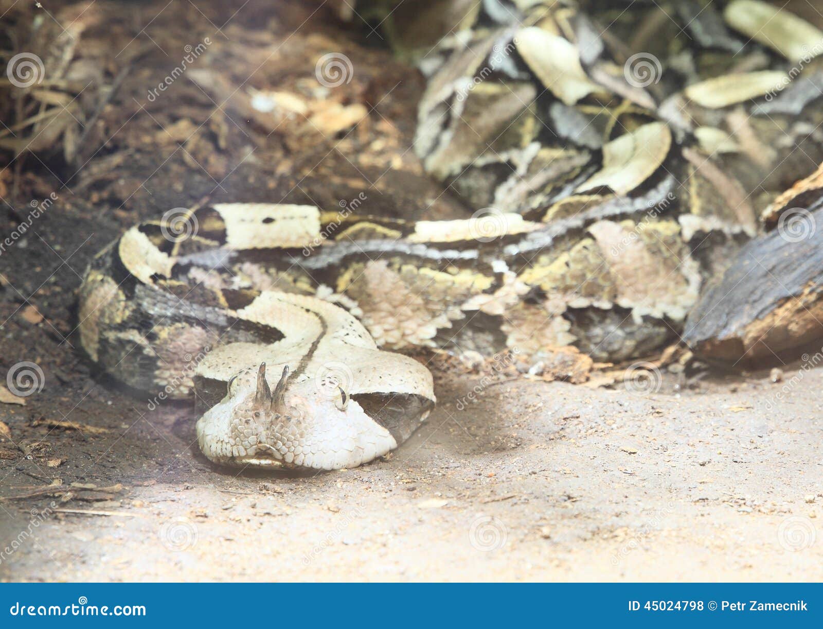 Viper stock photo. Image of snake, terrarium, viperidae - 45024798