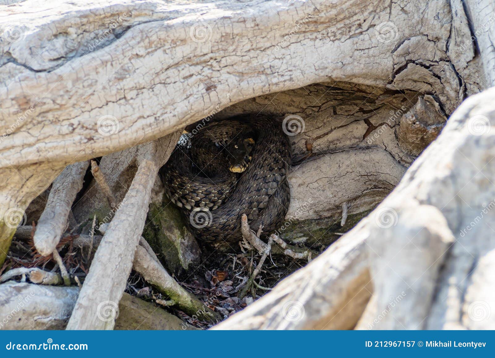 The Viper Hid Under the Root of a Tree Stock Image - Image of plant, environment: 212967157