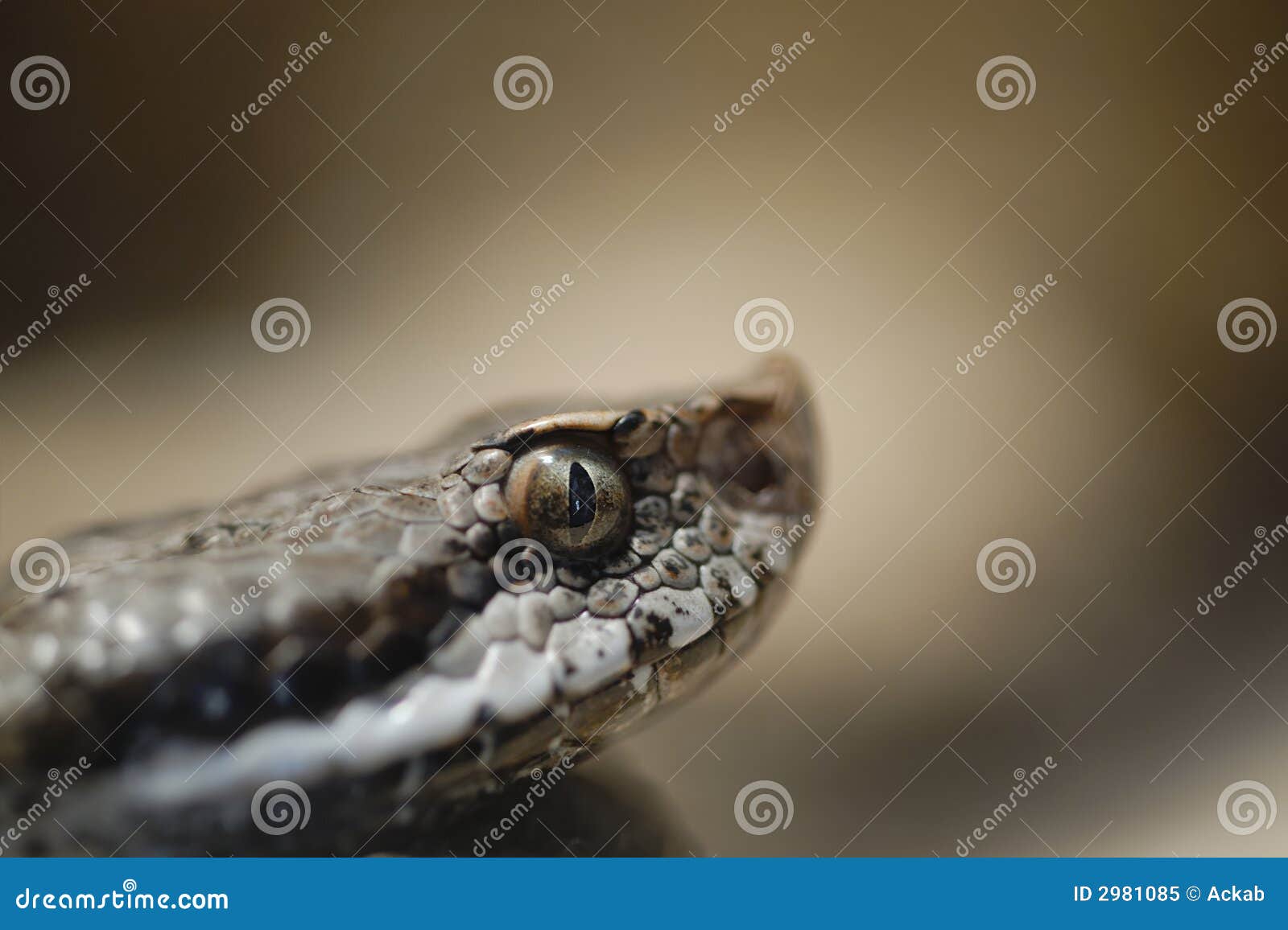 Viper macro stock image. Image of close, viper, snake - 2981085