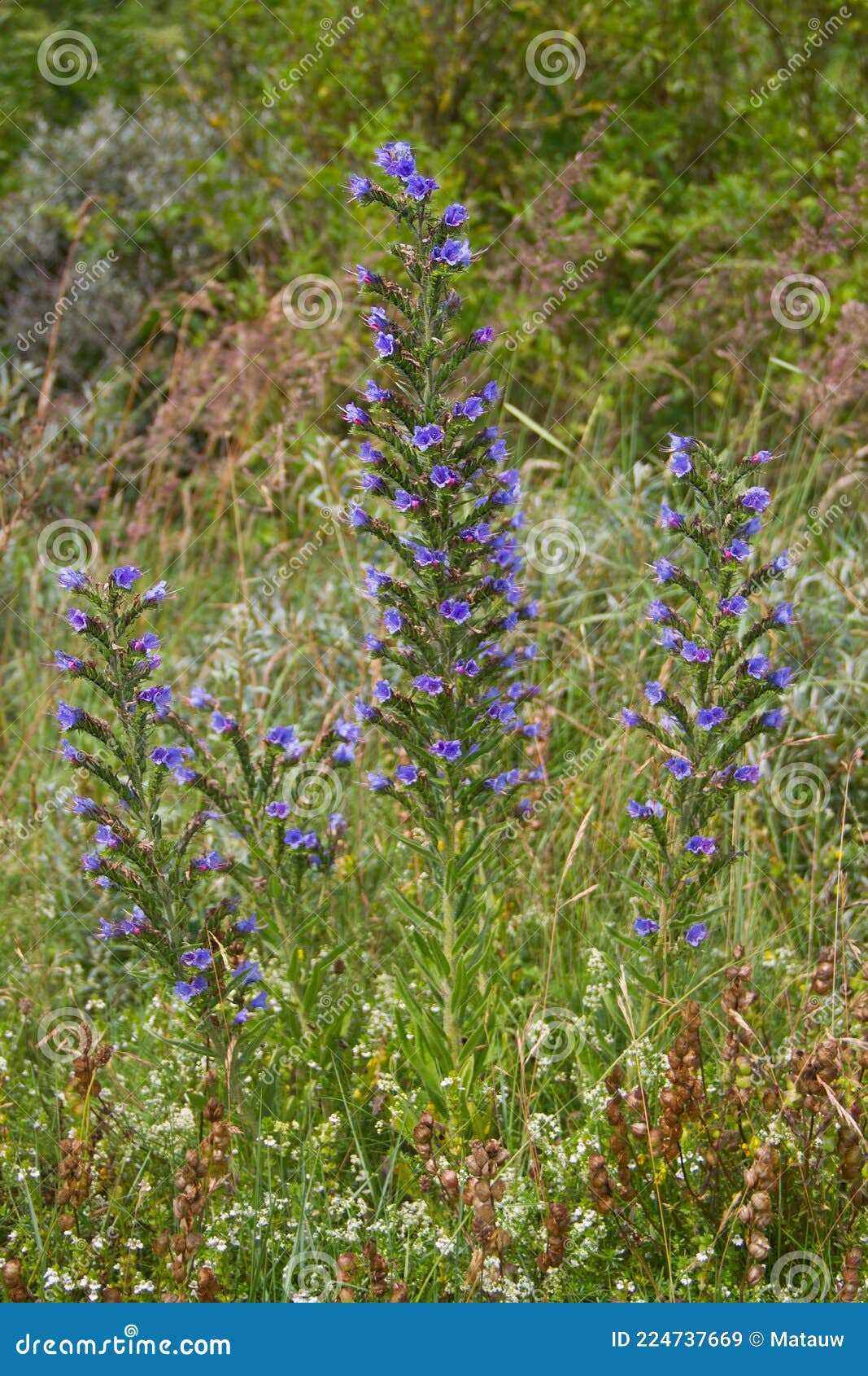 Viperâ€™s Bugloss or Blueweed Stock Image - Image of echium ...