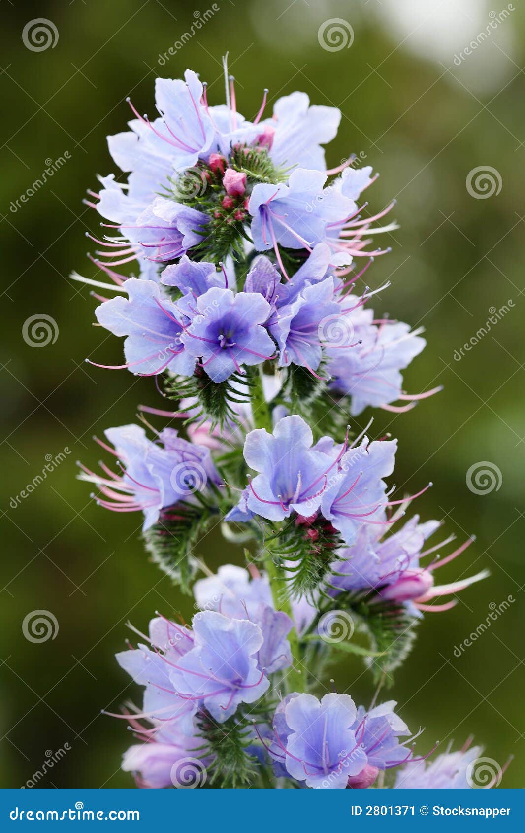 Viper S Bugloss (Echium Vulgar Stock Image - Image of plant, viper: 2801371