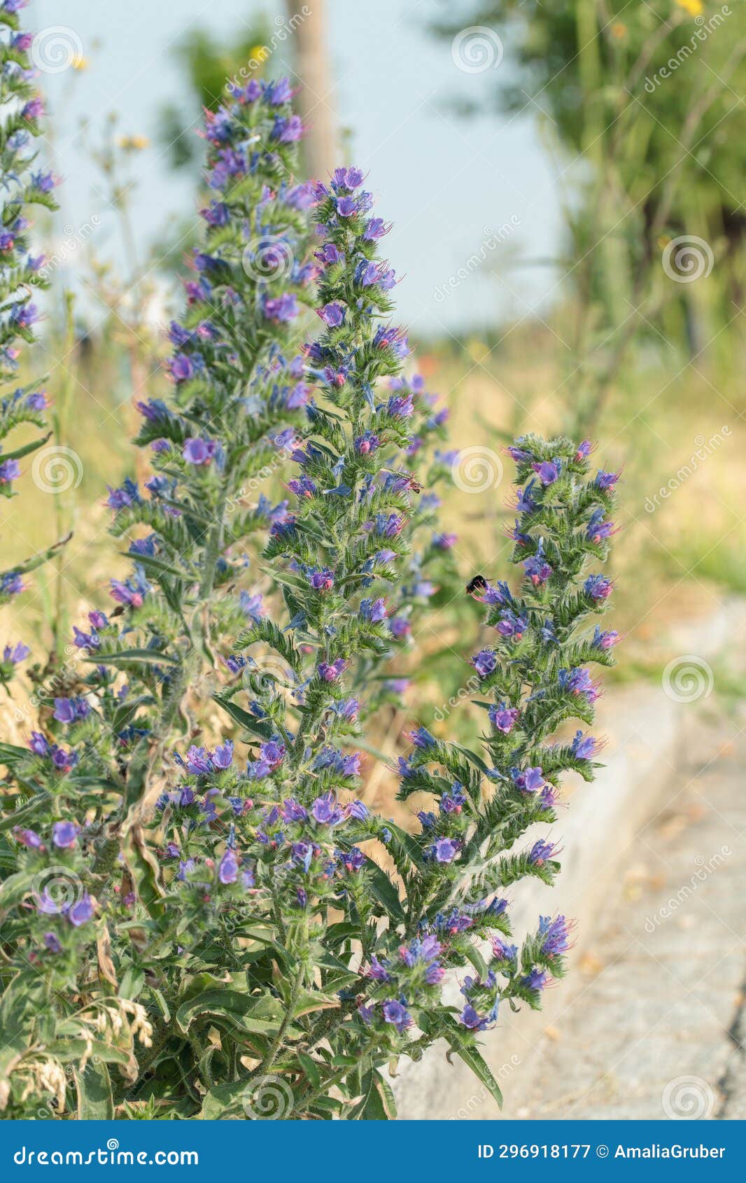 Viper S Bugloss (Echium Vulgare). Stock Image - Image of blue, blossom ...