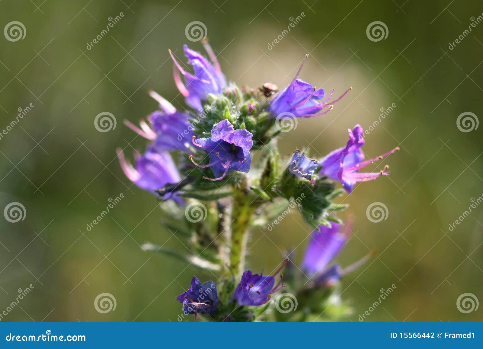Viper s Bugloss Flower stock photo. Image of detail, ornament - 15566442