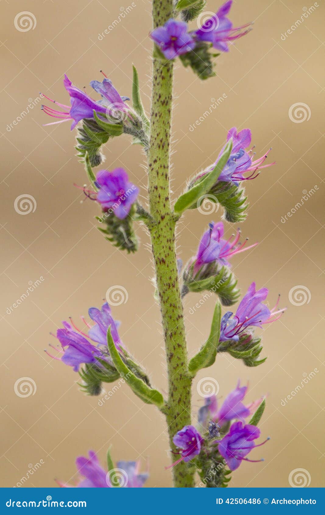 Viper s bugloss flowers stock photo. Image of flowers - 42506486