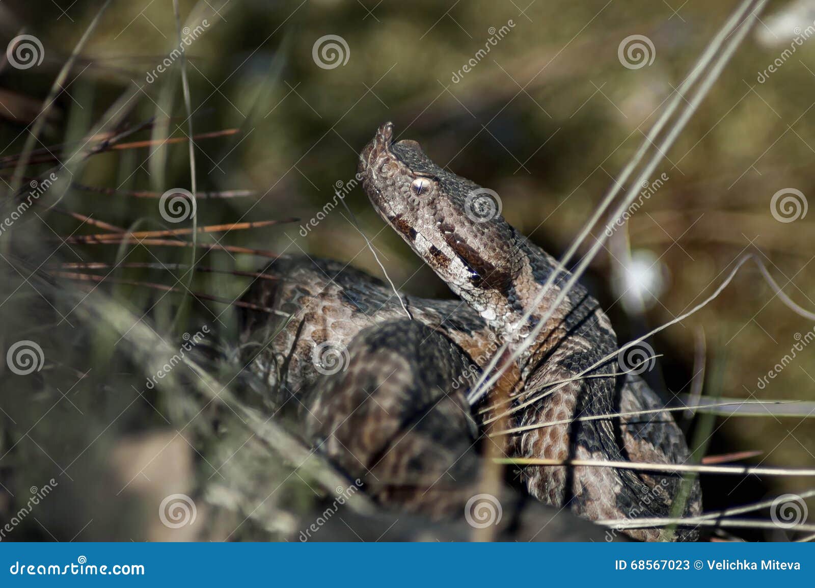 Viper Snake Close-up in the Mountain Murgash, by Den Stock Image ...