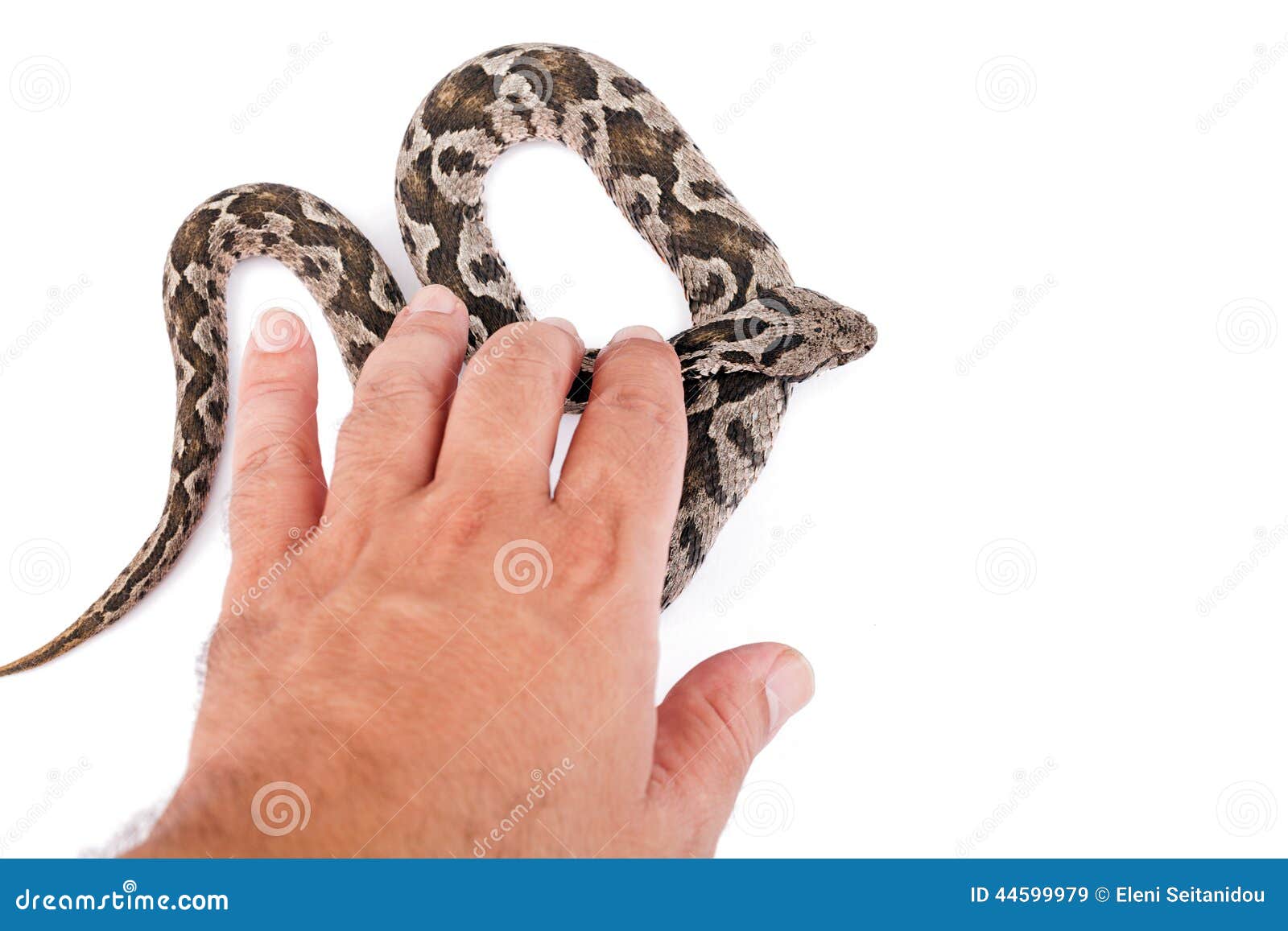 Viper snake stock image. Image of striped, species, viper - 44599979