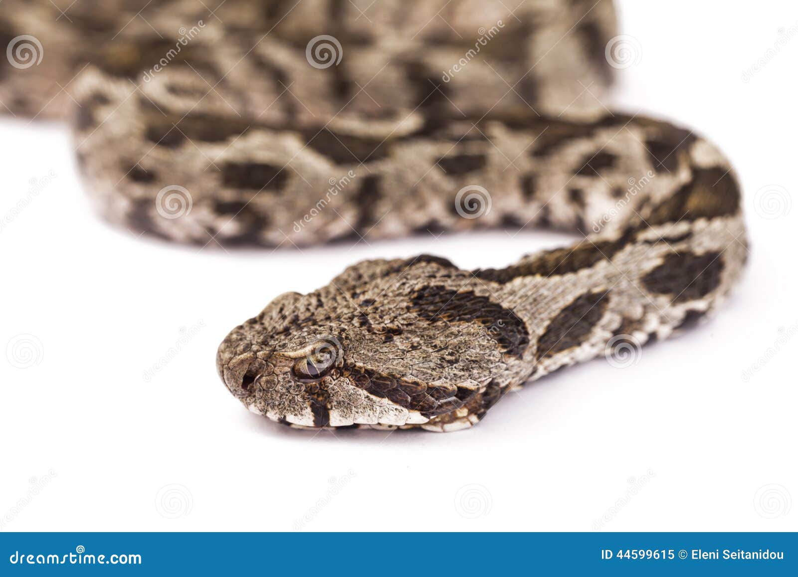 Viper snake stock image. Image of pattern, herpetology - 44599615